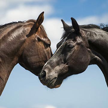 Home - Little Mountain Ranch Supply | Quality Equine & Ranch Supplies ...