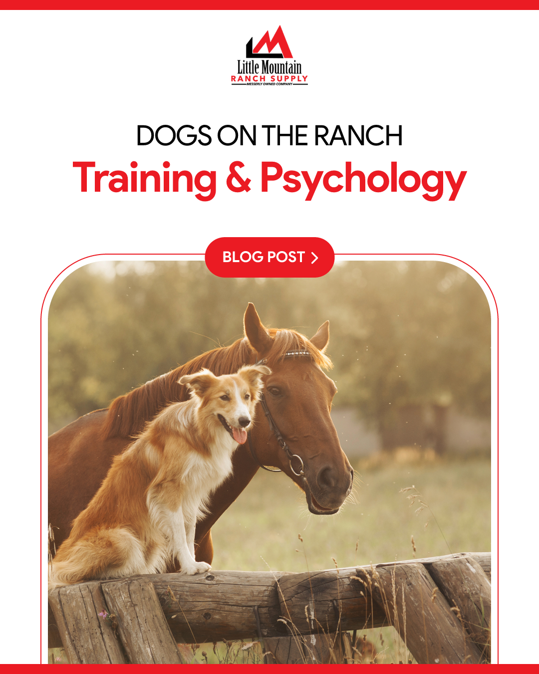 Dog Training & Psychology: Unlocking Your Dog’s Full Potential - Little ...